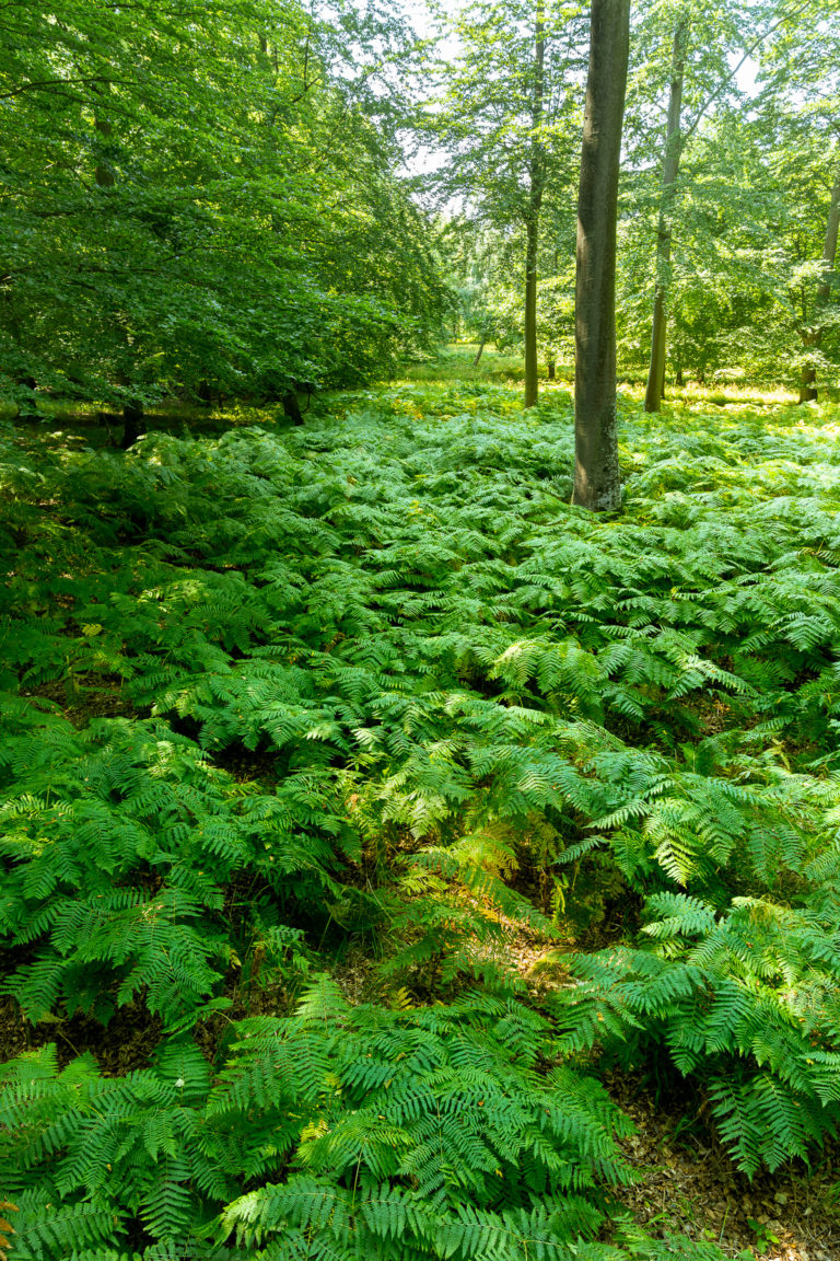 Bregner i skovbunden - Henrik Schurmann